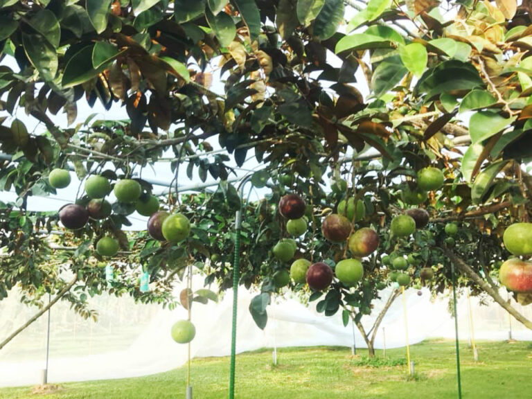 10000 Likes to Yardian Pro Smart Irrigation System - Aeon Matrix